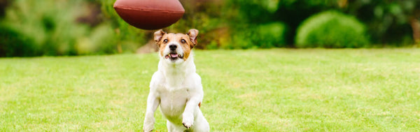 The Importance Of Playtime For Dogs – HUND Denmark